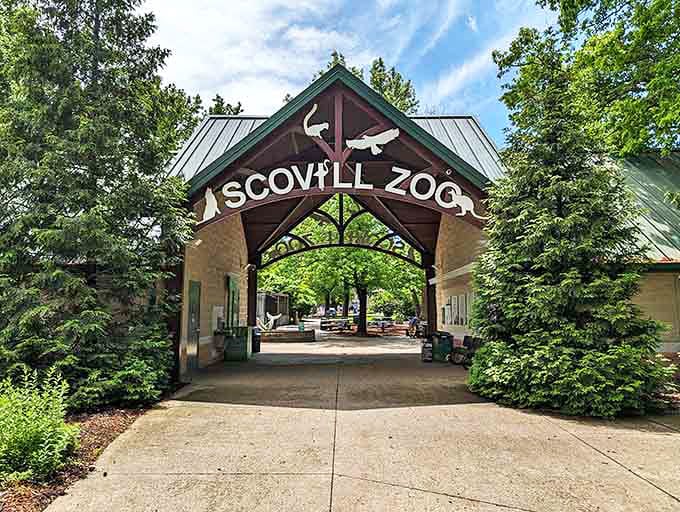 The Scovill Zoo entrance promises wild encounters without the wild price tag. Those wooden beams have welcomed generations of wide-eyed Illinois children.