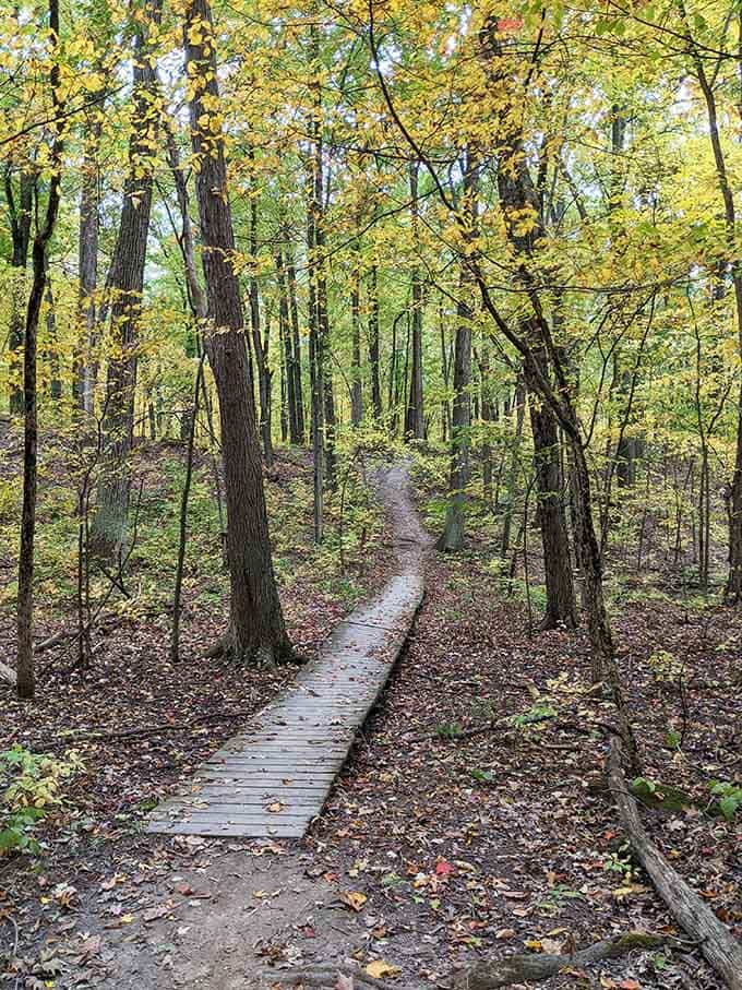 Nature's boardwalk through golden autumn woods, where every step feels like a scene from a storybook.