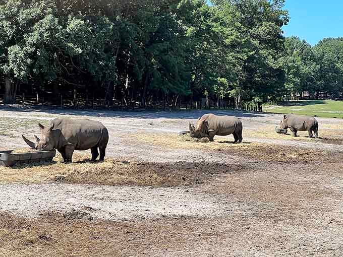 Rhinos lounging in the shade like retirees in Florida, except significantly more prehistoric and impressive.