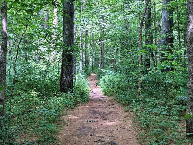 This trail through untouched forest feels like walking into Earth's original blueprint, minus the construction delays.