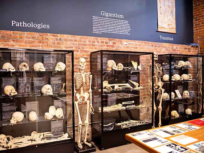 The Pathologies section showcases gigantism, traumas, and other skeletal variations that make you grateful for modern medicine and calcium.