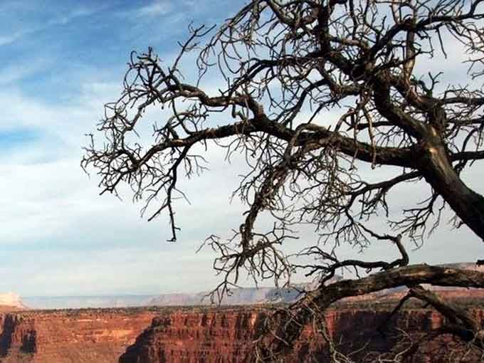 Even the trees here lean in for a better look, twisted and weathered witnesses to millions of years of canyon history.