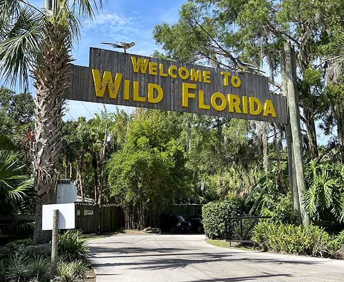That yellow sign isn't lying: you're about to enter a world where your morning commute suddenly involves zebras and watusi cattle.