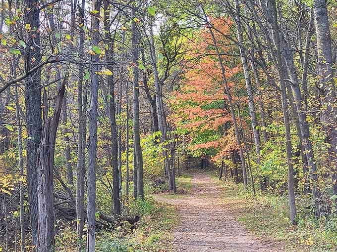 Fall colors tunnel through the trees like nature's own cathedral, minus the uncomfortable pews.