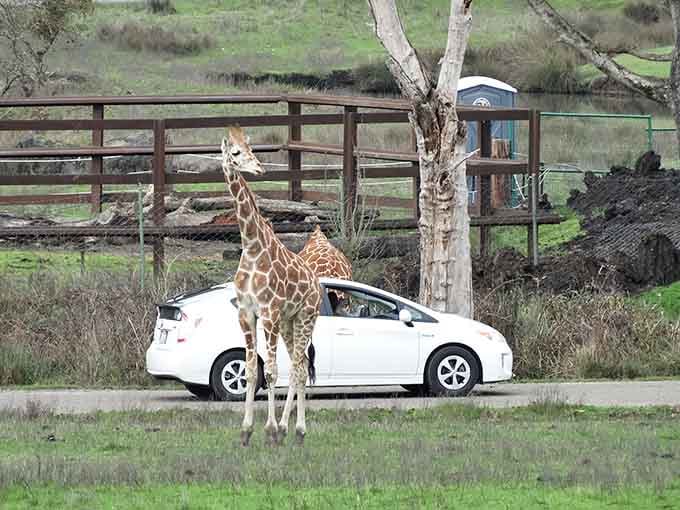 Nothing says "Tuesday morning" quite like a giraffe casually inspecting your commuter car for snacks.