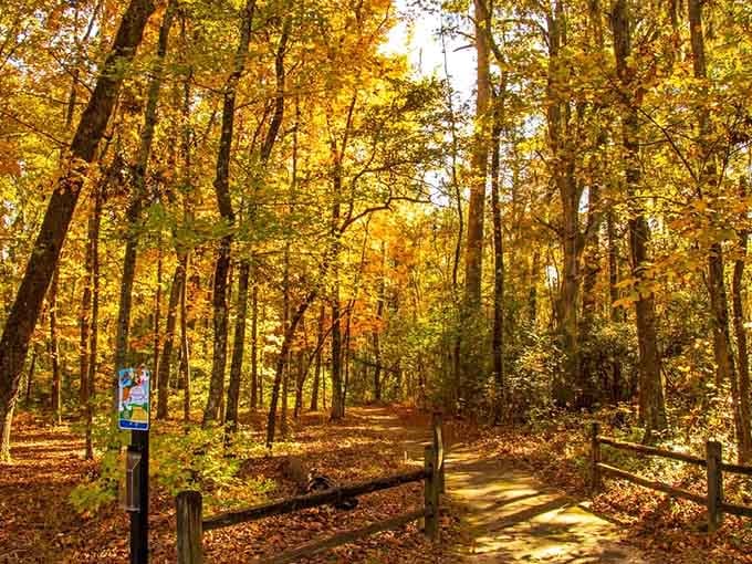 Golden hour transforms the nature trail into something that belongs on a postcard you'd actually send.