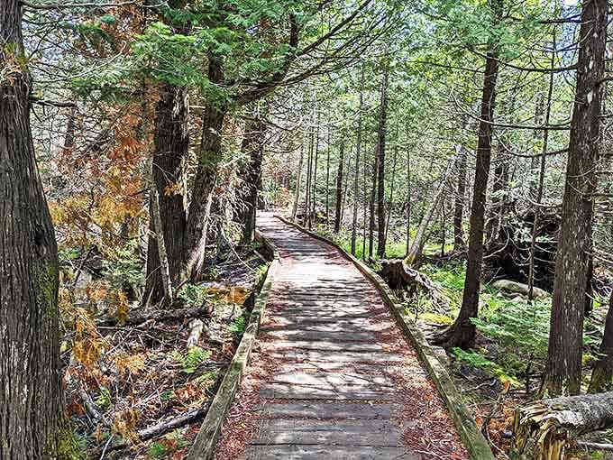 This boardwalk trail invites you deeper into the forest's secrets. Like a wooden red carpet to wilderness celebrity sightings.