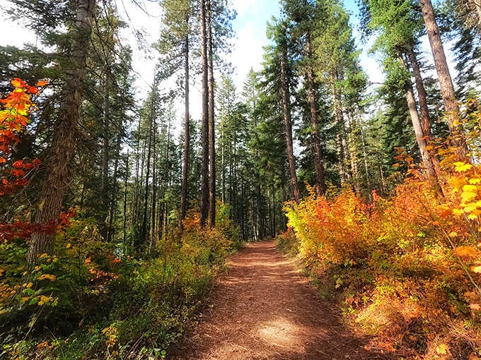 Autumn's paintbrush transforms this forest trail into nature's runway, where evergreens stand tall while their deciduous neighbors flaunt their seasonal fashion show.