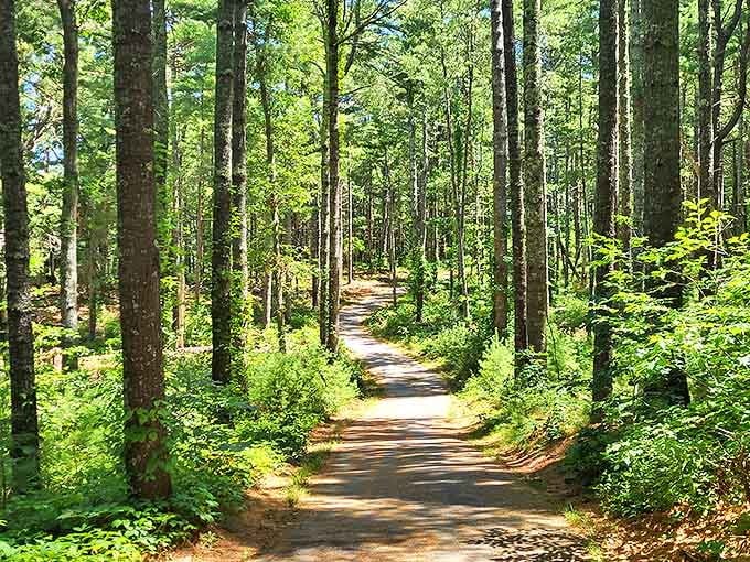 Sunlight dapples through towering pines on this serene forest trail. Walking here feels like stepping into a fairy tale, minus the wicked witch.