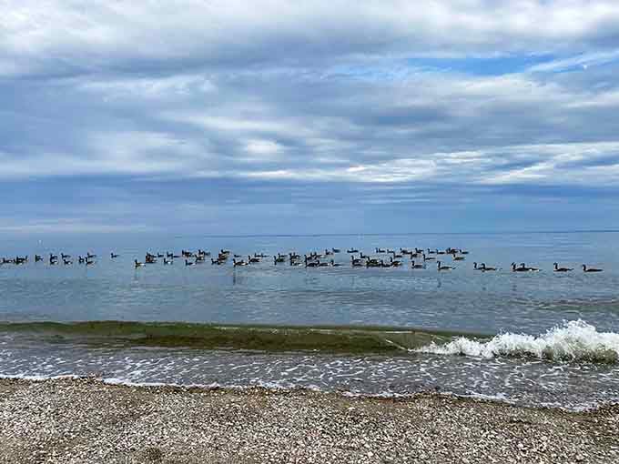 The local waterfowl union holds its morning meeting. These geese clearly didn't get the memo about social distancing.