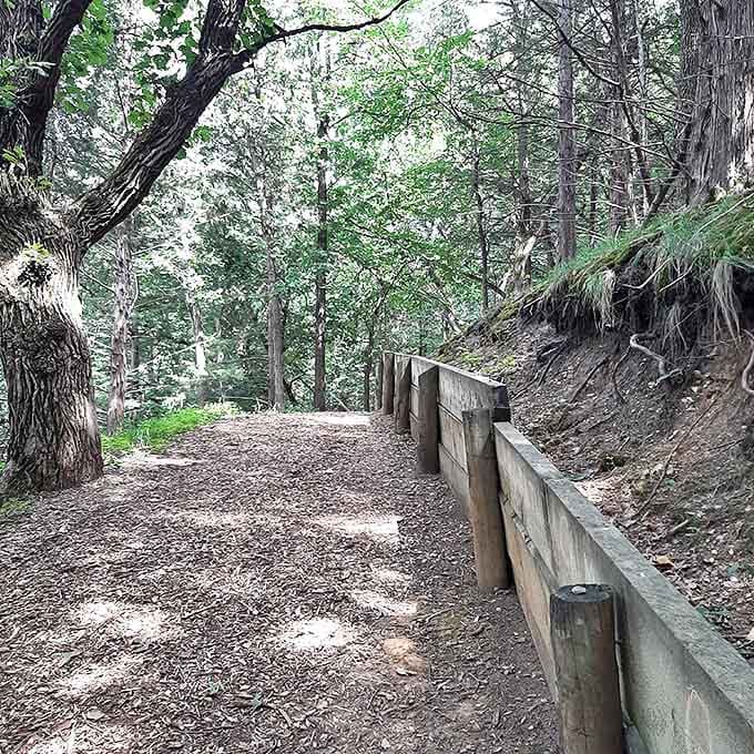 Nature's cathedral awaits on this shaded trail, where dappled sunlight creates a peaceful pathway through towering trees that have witnessed centuries of Midwestern seasons.