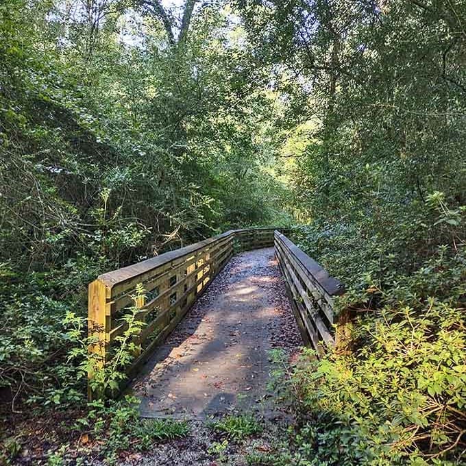 This forest trail bridge feels like stepping into a storybook—half expecting woodland creatures to offer directions or perhaps afternoon tea.