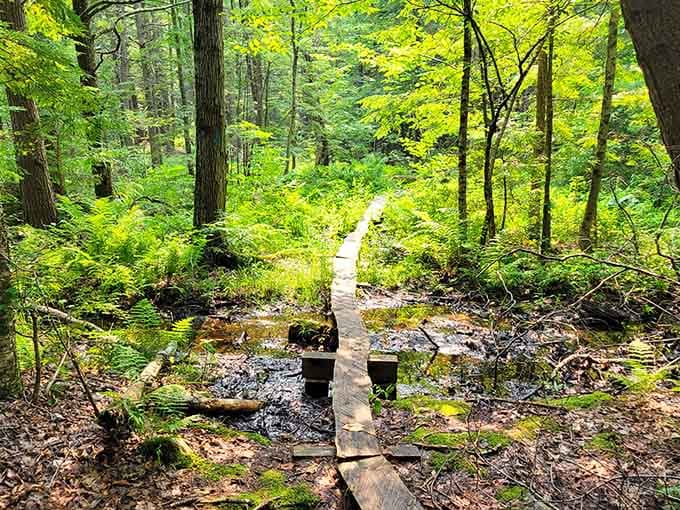 Follow this humble boardwalk through emerald ferns where every step feels like discovering your own secret garden.