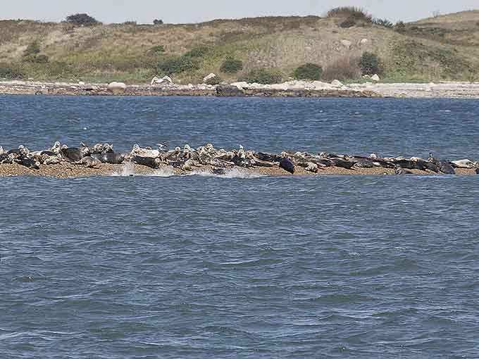 When seals outnumber people on your beach, you know you've found something truly special and wonderfully remote.