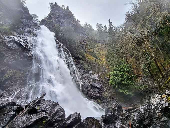 When the mist rises like morning coffee steam, you know you've found something special in these misty woods.