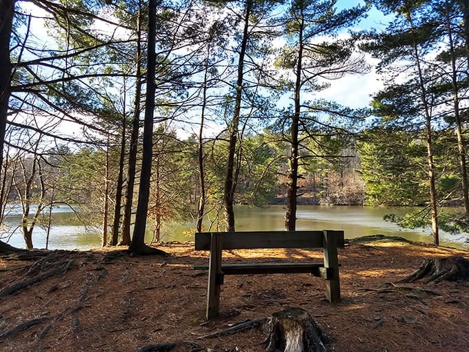 Your own private bench overlooking still waters framed by pines—better than any therapist's office, and cheaper too.