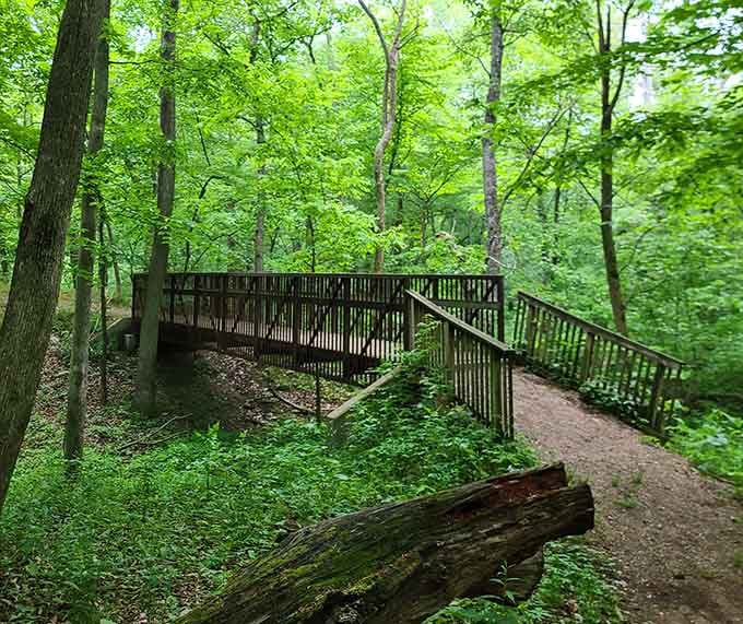 A wooden boardwalk winds through emerald forest like a gentle invitation to explore nature's cathedral of trees.
