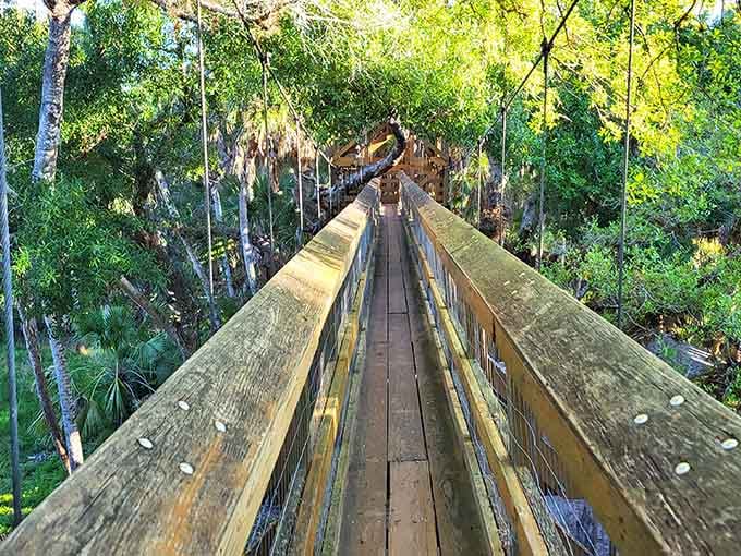 Spanish moss drapes the observation tower like nature's own decorative streamers welcoming you to spectacular wetland views.