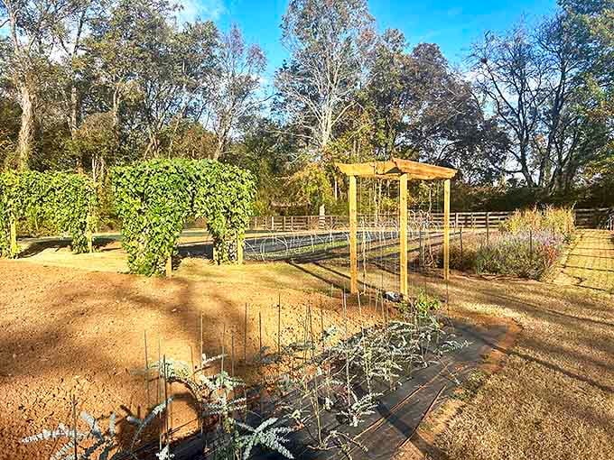 At 1818 Farms, even the vegetables have better real estate than most city apartments. Those tomato plants are living the dream!