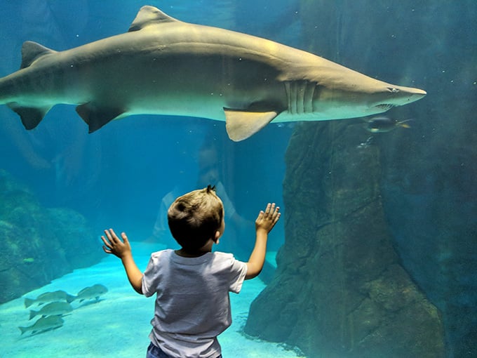 At Adventure Aquarium, seniors can enjoy discounted admission to world-class exhibits like this impressive shark tank, making occasional splurges possible even on fixed incomes.