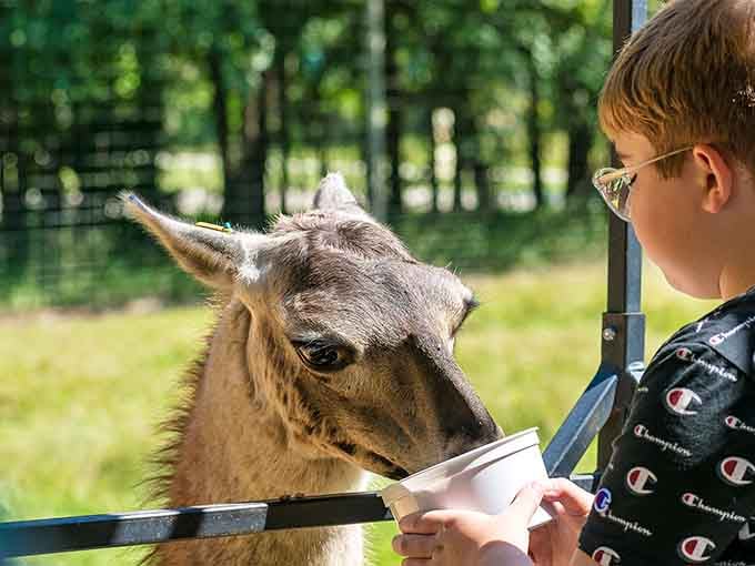 When a llama gets this close, you're either about to make a lifelong friend or lose your lunch bucket.