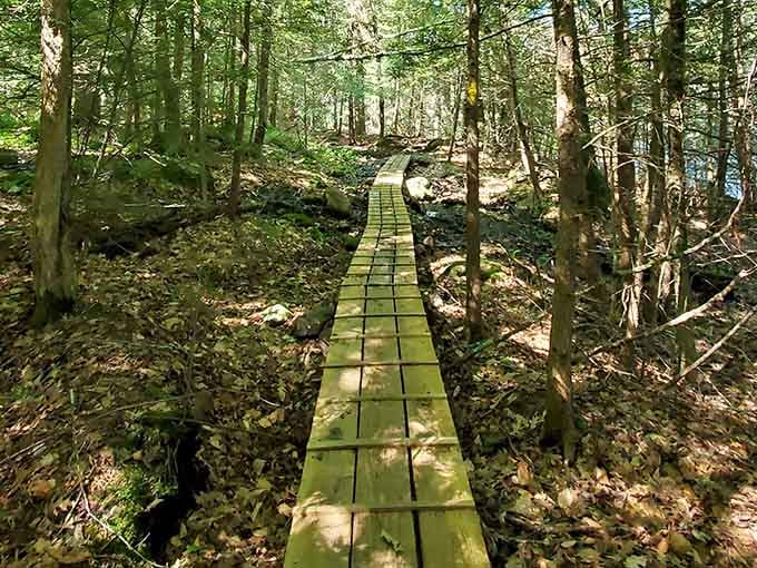 This moss-covered boardwalk looks like nature's own welcome mat, inviting you deeper into the forest.