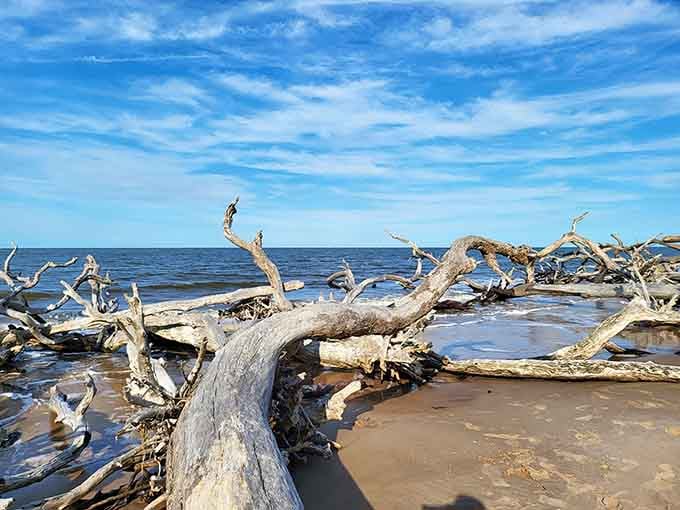 Skeletal trees reaching skyward like they're still trying to catch one last ray of sunshine.