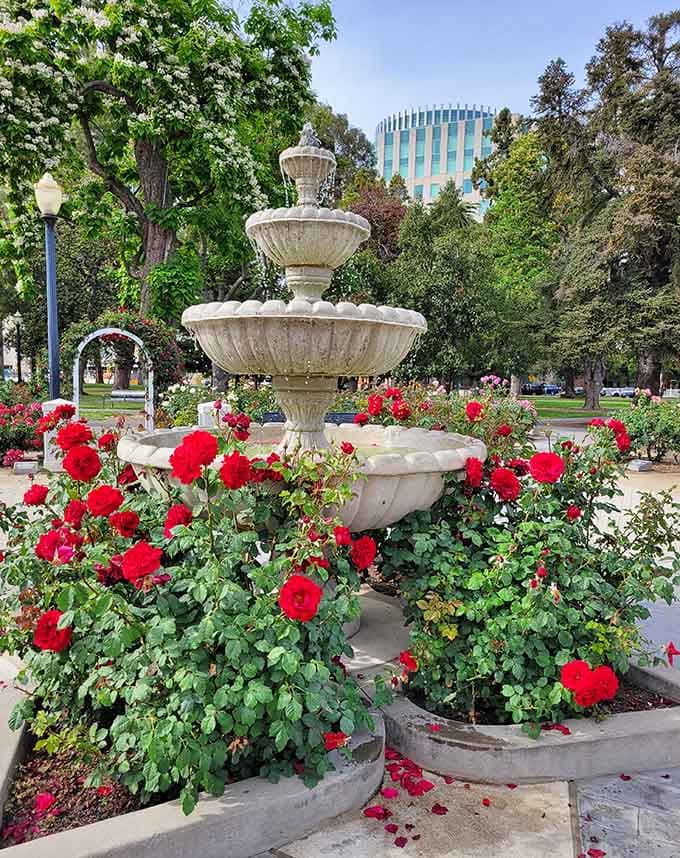 This tiered fountain encircled by crimson roses looks like something from a European palace garden.