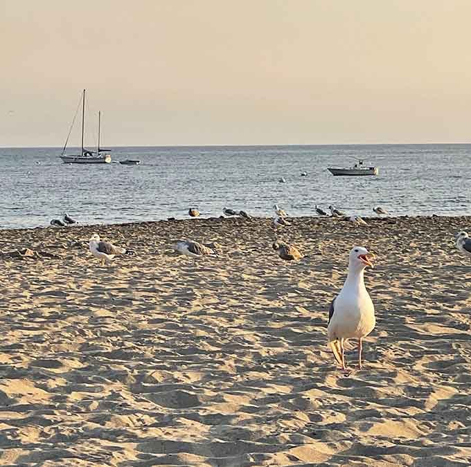 This curious gull clearly knows something about the best spots on the beach that we don't.