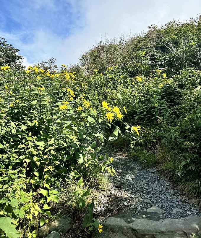 Wildflowers lining the trail like nature's welcome committee, cheerfully greeting every hiker who passes by.