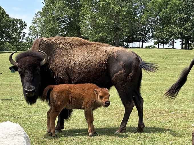 Family portrait, bison style. This majestic adult with its adorable calf reminds us why America chose these magnificent creatures as a national symbol.