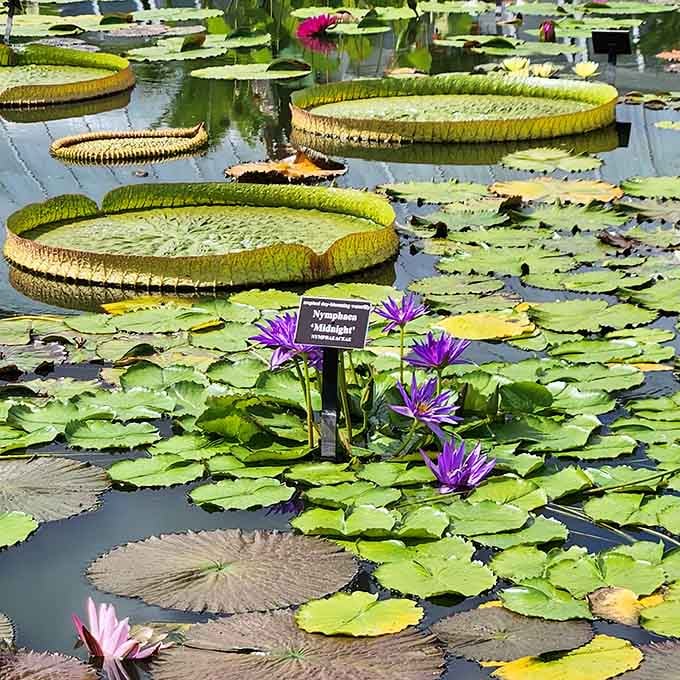 These water lilies are so massive, they make regular lily pads look like they skipped leg day.