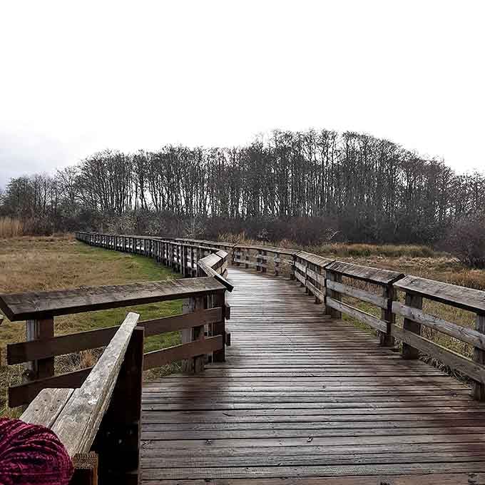 Nature's meditation space: this wooden boardwalk at Grays Harbor Wildlife Refuge invites contemplative strolls while herons fish nearby.