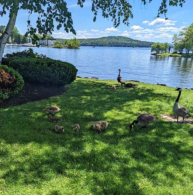 Nature's perfect family portrait: Canada geese shepherding their fuzzy offspring along Lake Winnipesaukee's pristine shoreline.