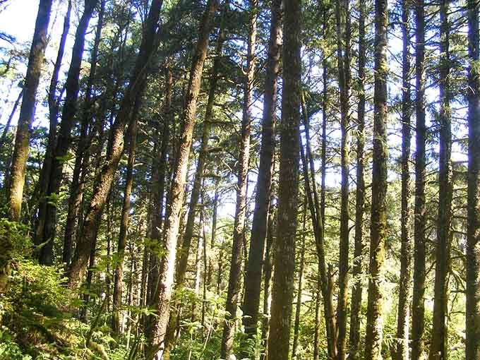 Trees so tall and green they make your living room ficus feel like it's not even trying anymore.