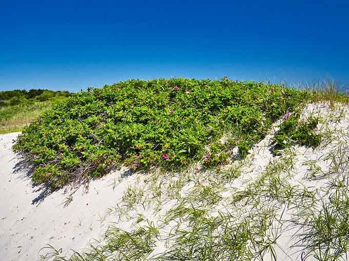 Nature's own landscaping: dunes covered in beach grass and wild roses that require zero maintenance.