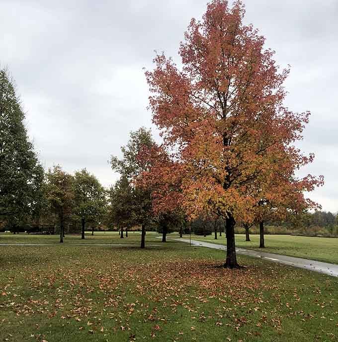 Fall foliage that makes you understand why people write poetry about trees, even if you're not the poetry type.