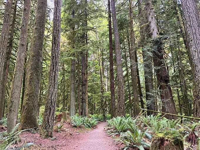 When the trees are this tall and the ferns this lush, you half expect a dinosaur to wander past.