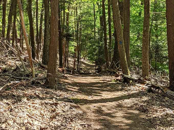 Forest trails that make you feel like you're in a Tolkien novel, minus the orcs and with better cell service.