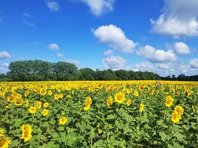 Van Gogh would've ditched the paintbrush and just moved here if he'd seen this golden masterpiece.