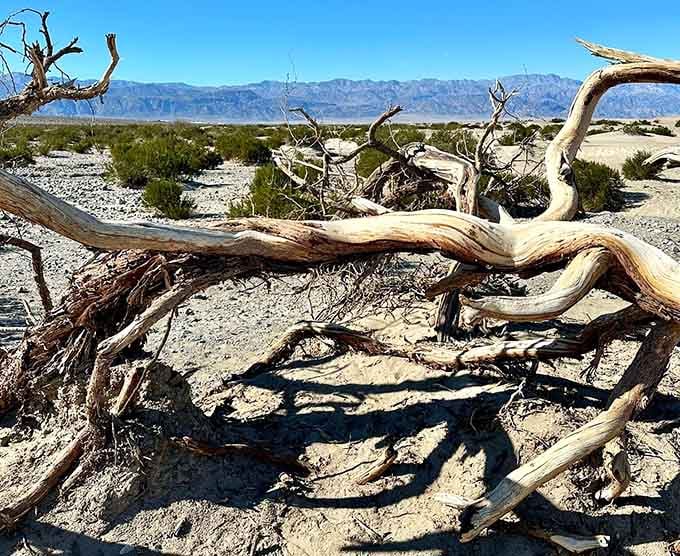 Weathered mesquite branches twist like natural sculptures, reminding us that beauty thrives even in the harshest places.