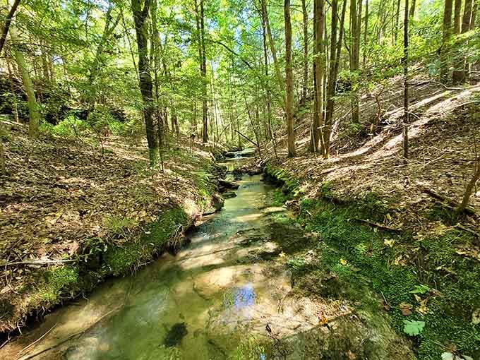 This crystal-clear creek has been patiently sculpting rock for eons, proving that slow and steady really does win.