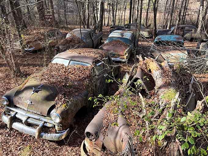 Rows of rusted classics nestle among the pines like metallic mushrooms sprouting from Georgia soil.