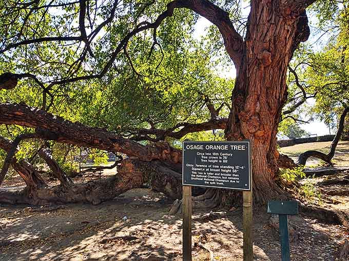 This ancient Osage orange tree has witnessed three centuries of Kentucky history, making your family drama seem delightfully brief by comparison.