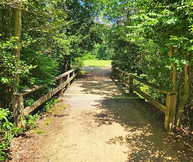 These charming wooden bridges lead you deeper into the forest, like portals to a quieter world.