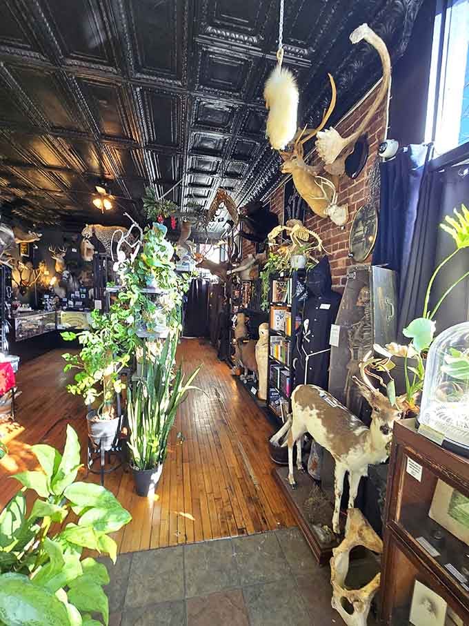 Step inside where pressed tin ceilings meet curiosity cabinets, and suddenly your living room feels tragically under-decorated.