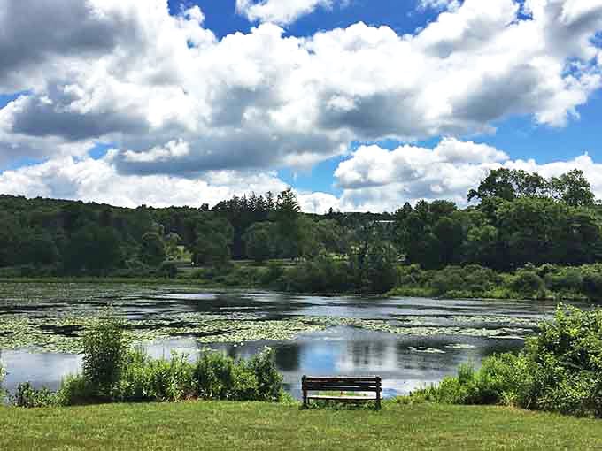 That lonely bench knows something we don't: the secret to perfect afternoon contemplation overlooking lily pads.