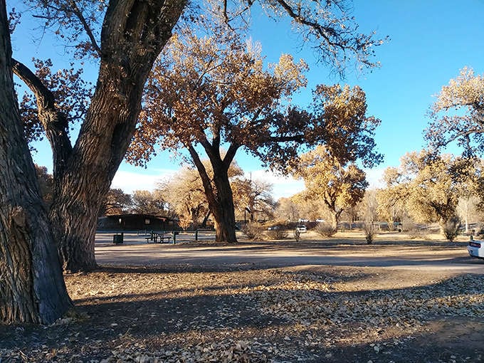 Ancient cottonwoods stand guard at Riverside Park, their golden autumn leaves creating nature's confetti across this peaceful Rio Grande retreat.