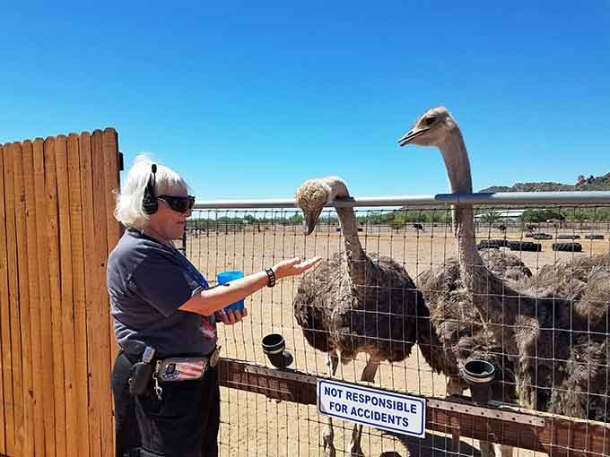 Hand-feeding an ostrich is surprisingly gentle, like offering treats to a very tall, very enthusiastic dinner guest.