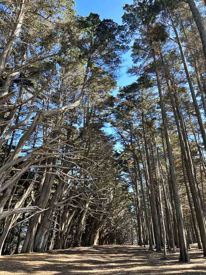 Look up and you'll understand why people used to worship forests before they invented air conditioning and streaming services.